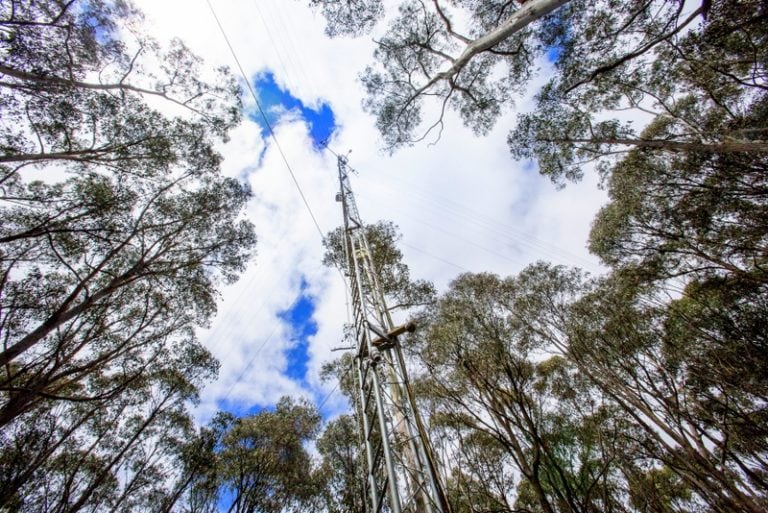 Do trees sweat to beat the heat? | TERN Australia