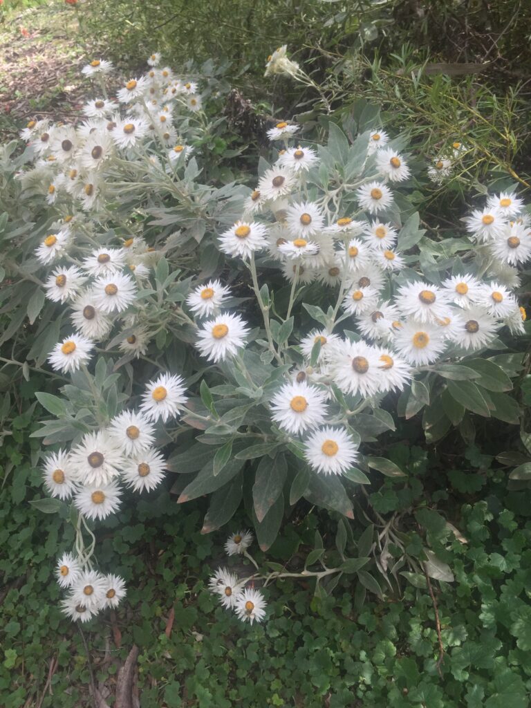 Fresh perspectives on paper daisy taxonomy | TERN Australia
