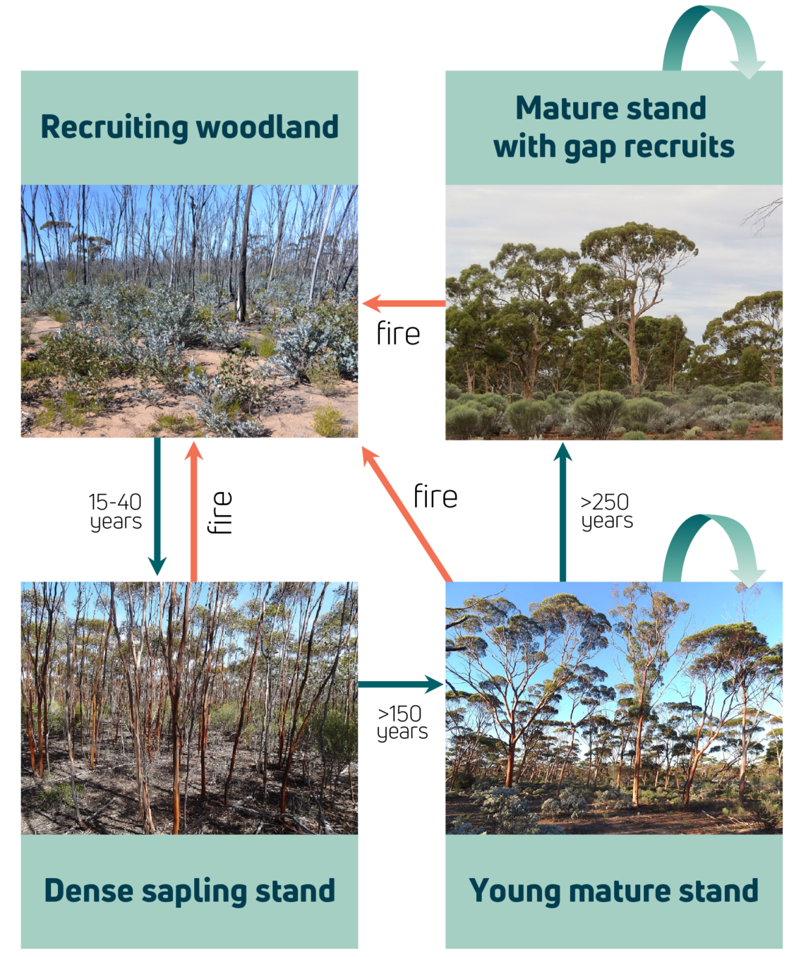 Finding Similarities in the Differences | TERN Australia