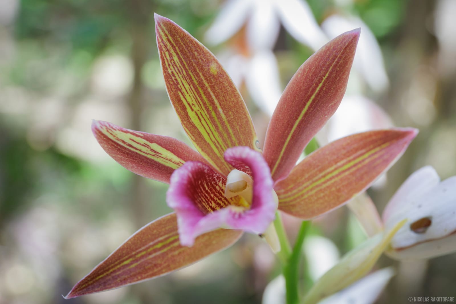The State of Play: Australia’s Threatened Species Index for 2022 | TERN ...