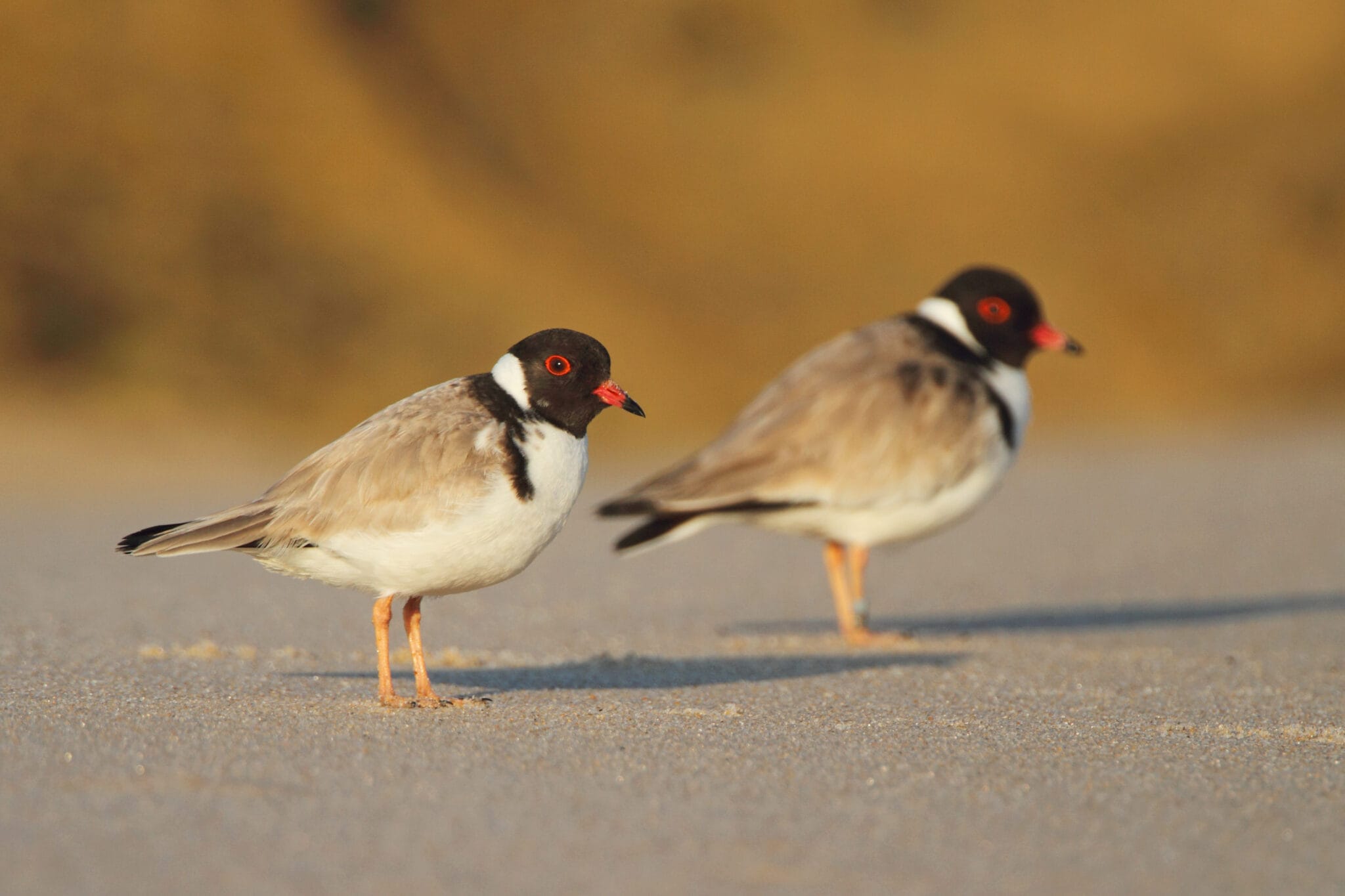 Threatened Species Guidelines | TERN Australia