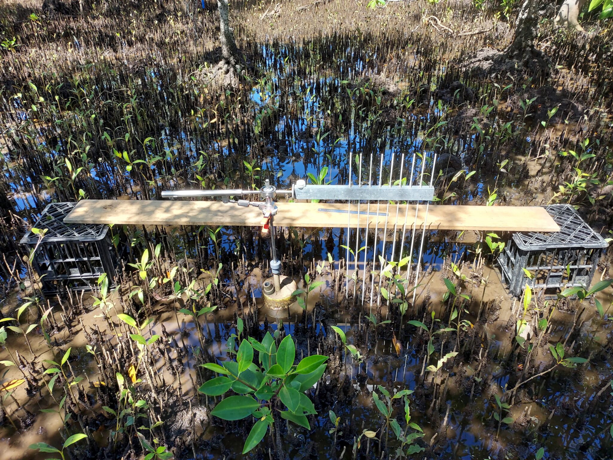 Australian Mangrove Management | TERN Australia