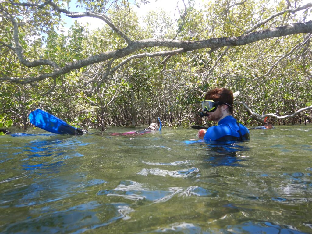 Snorkelling with science: a personal journey through mangrove ...