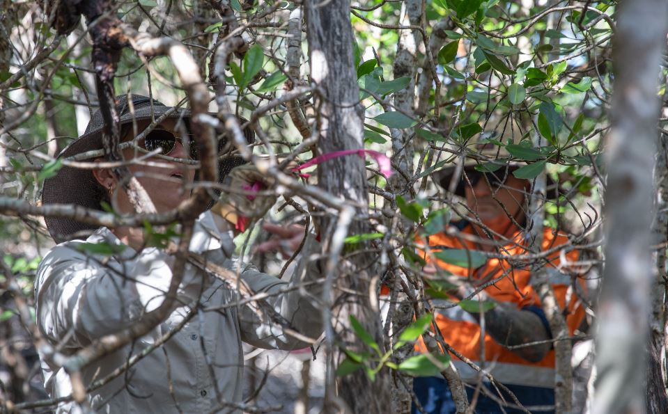 Earthwatch and TERN forge landmark partnership to strengthen Australia ...